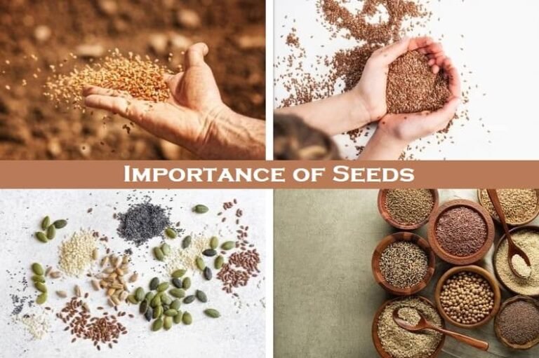 Classification of seeds with example - Basic Agricultural Study