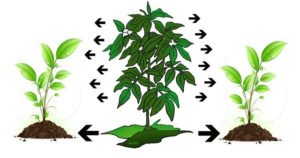 What is Allelopathy? Plants, Effects, and 5 Advantages