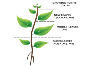 Essential plant nutrients, available forms and sources - Basic ...