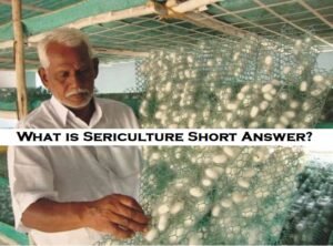 What is Sericulture Short Answer? 4 Types Silkworm and foods - Basic ...