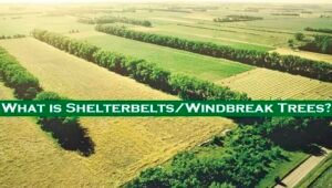 What Is Shelterbelts/Windbreak Trees? Design, Benefits, Purpose