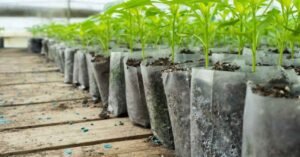 Transplanting method in agriculture with pros & cons