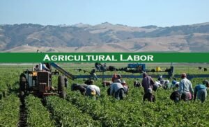 Agricultural Labor Definition and Classification - Basic Agricultural Study