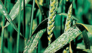 Powdery mildew of wheat - Basic Agricultural Study