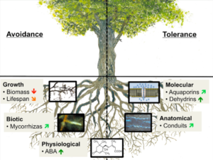 Definition and Characteristics of drought resistant plants - Basic ...