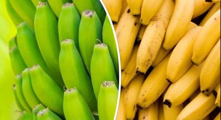 Physiological maturity and horticultural maturity: Basic 6 Difference ...