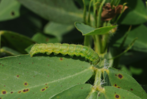 Groundnut Stem borer - Basic Agricultural Study
