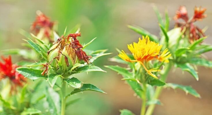 How to Grow Safflower in the best way - Basic Agricultural Study