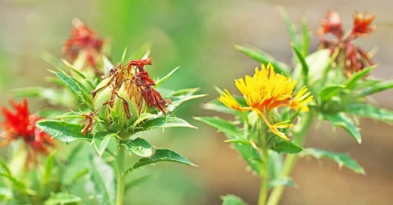 How to Grow Safflower in the best way - Basic Agricultural Study