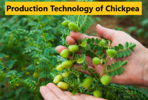 Step-by-step How to Grow Chickpeas - Basic Agricultural Study