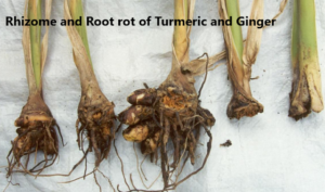 Symptoms & Management of Rhizome rot of Turmeric and Ginger - Basic ...