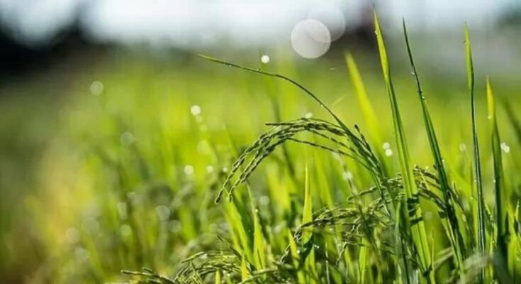 Future Strategy of Crop diversification - Basic Agricultural Study