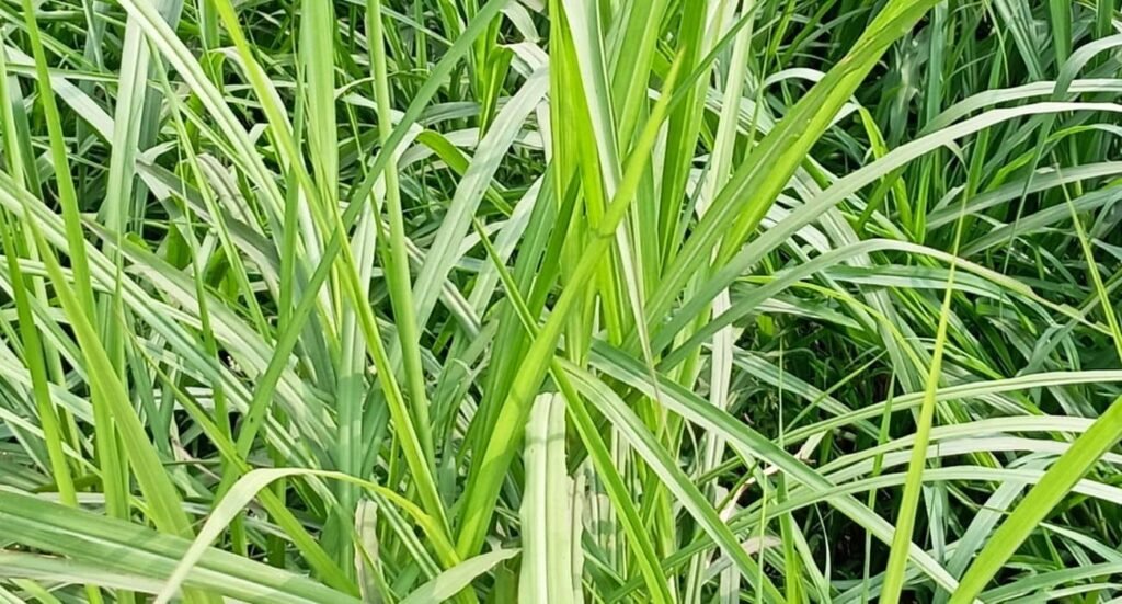 Step-by-step How to Grow Napier grass - Basic Agricultural Study