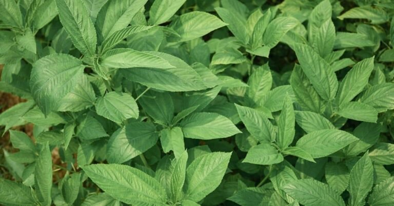 Best Way of Jute Crop Cultivation: Farming of Jute Plant - Basic ...