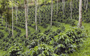 Classification Of Agroforestry System
