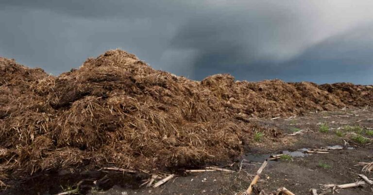 What Is Biofertilizer? Types and Importance