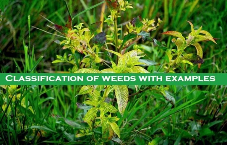 11 Classification of Weeds with Examples and Scientific Name - Basic ...