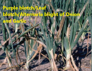 Symptoms and Management of Purple blotch of Onion and Garlic - Basic ...