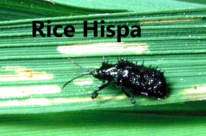 Rice Hispa control measures (Management) - Basic Agricultural Study