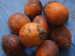 Symptoms and Management of Fruit Rot of Betel nut - Basic Agricultural ...