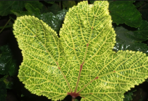 Symptoms and Management of Okra Yellow mosaic virus - Basic ...