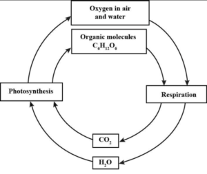Basic 6 types of biogeochemical cycles with examples - Basic ...