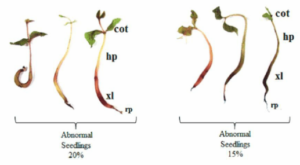 Basic Characteristics of normal and abnormal seedlings - Basic ...