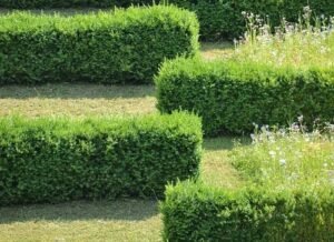 How to grow hedges easily in 9 steps - Basic Agricultural Study