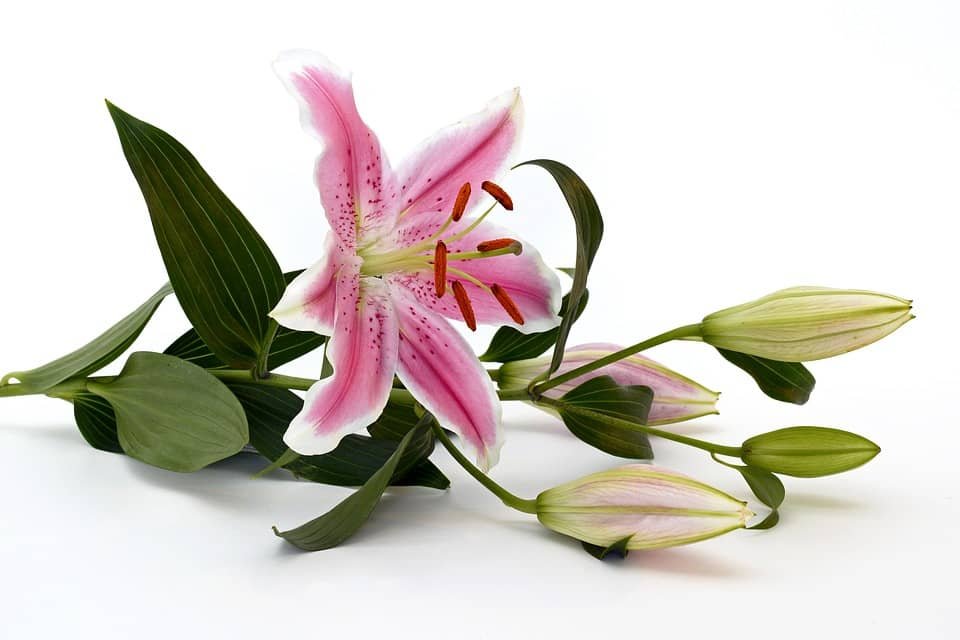 Ornamental Plants Definition Classification Examples Basic Ornamental Plants Definition Classification Examples Basic