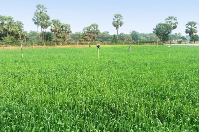 Indigenous Technical Knowledge (ITK) - Basic Agricultural Study