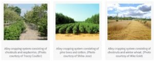Alley cropping definition, objectives, and benefits - Basic ...