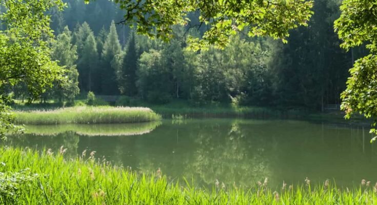 What is a pond ecosystem? explained! - Basic Agricultural Study