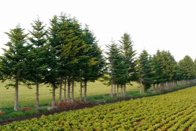 What is Shelterbelts? Installation, Design, Benefits, Purpose