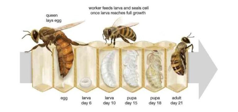 What is Apiculture? History & Importance of Apiculture