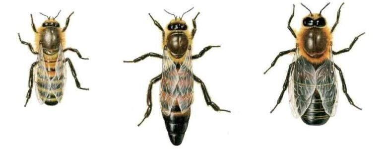 What is Apiculture? History & Importance of Apiculture